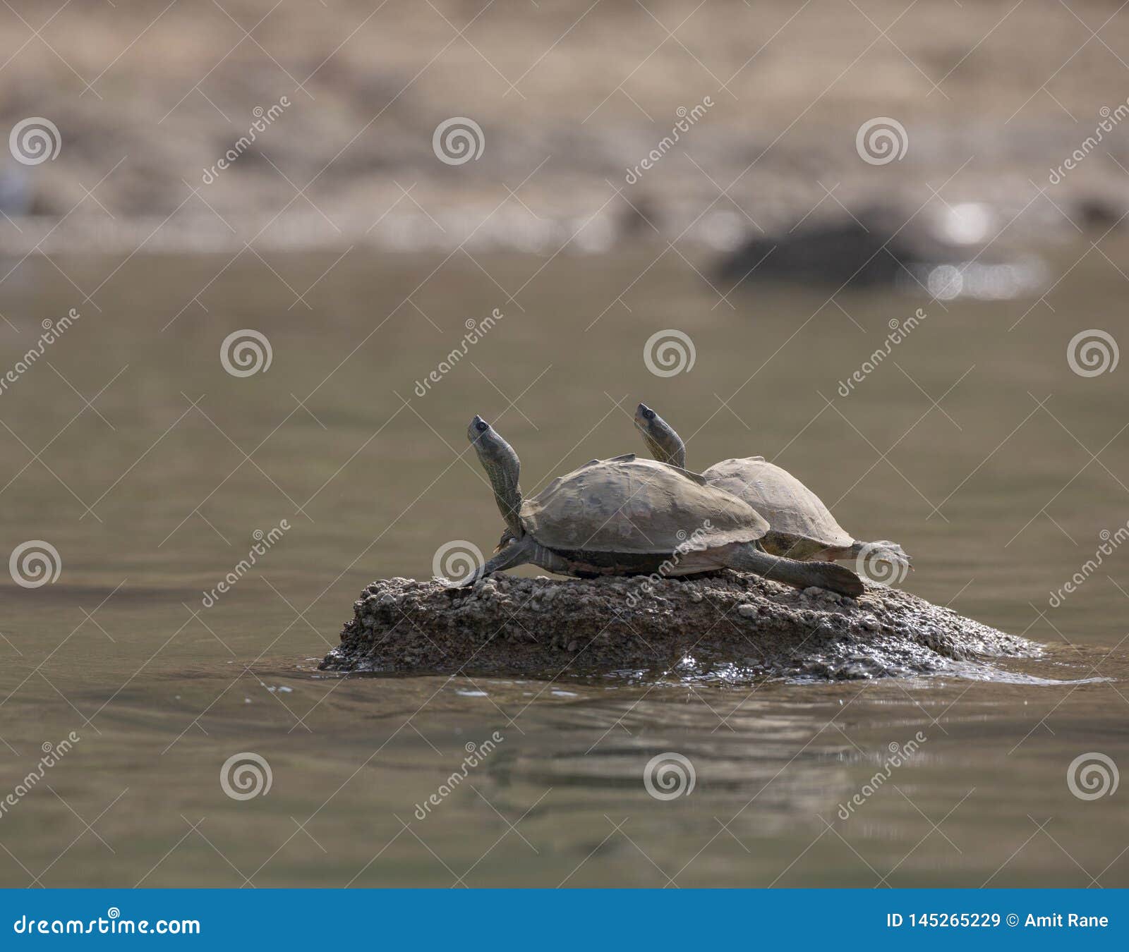 Turtles Basking at Chambal River,Rajasthan,India Stock Image - Image of ...