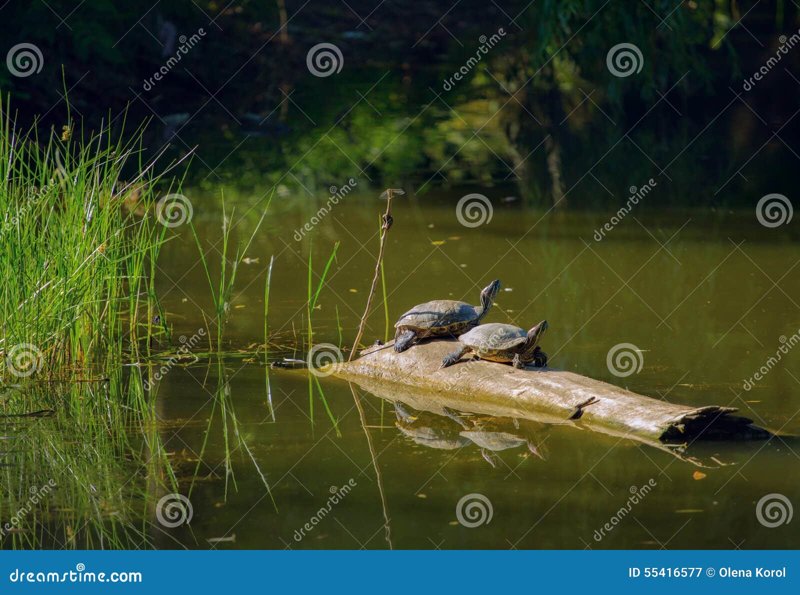 Turtles basking on a log stock image. Image of couple - 55416577