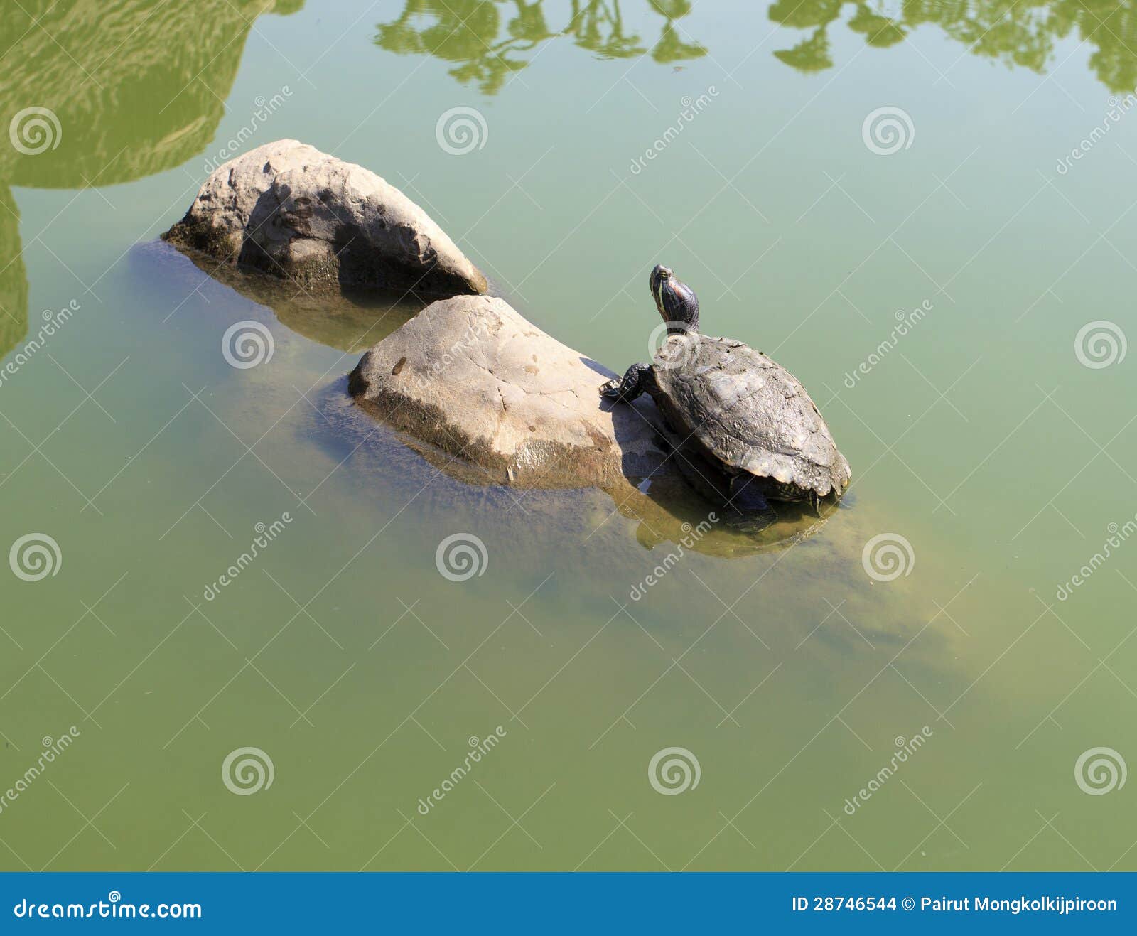 Turtles Basking on the Rocks Stock Photo - Image of carapace, wildlife ...