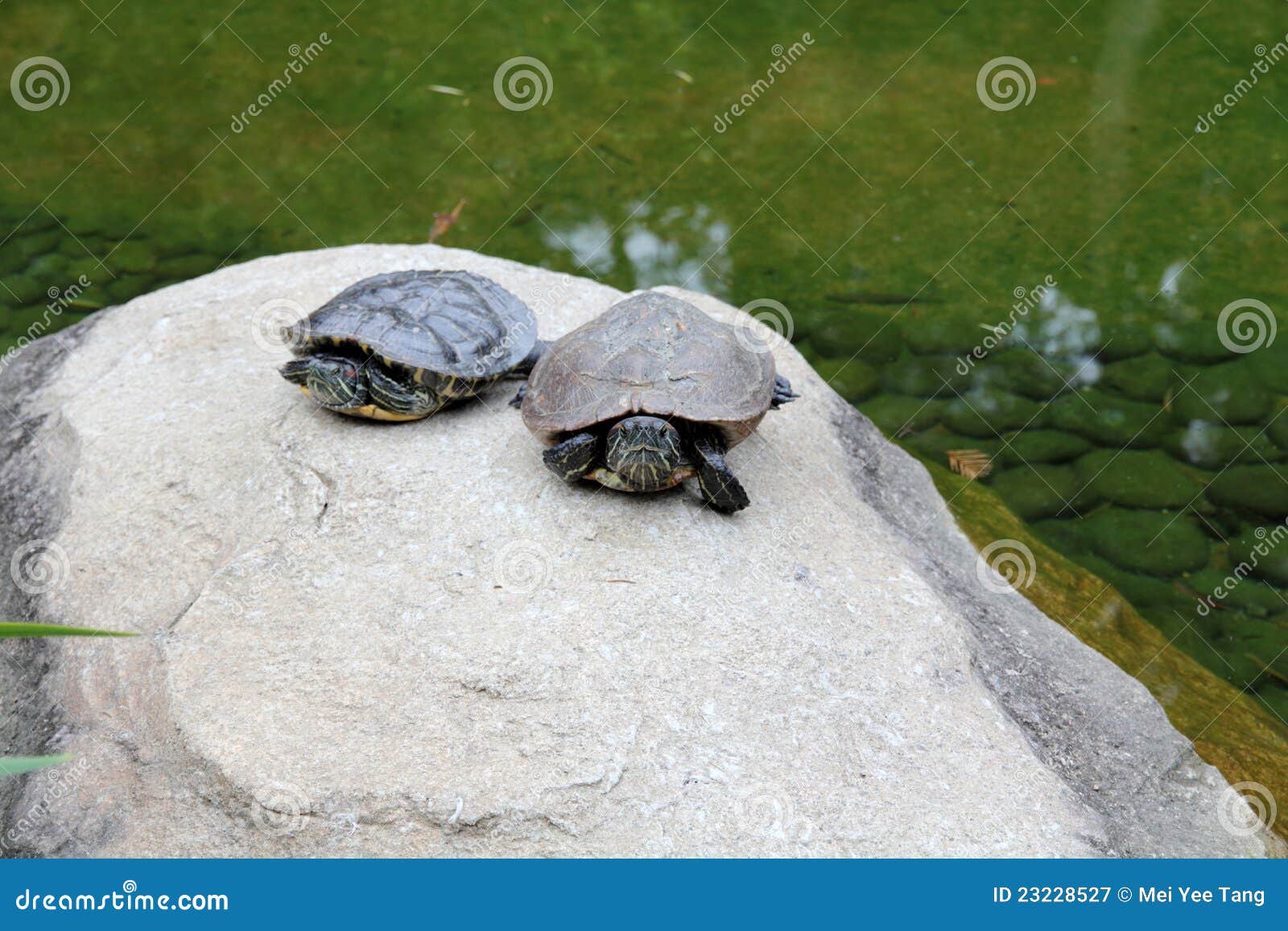 Turtles basking on a stone stock image. Image of lake - 23228527