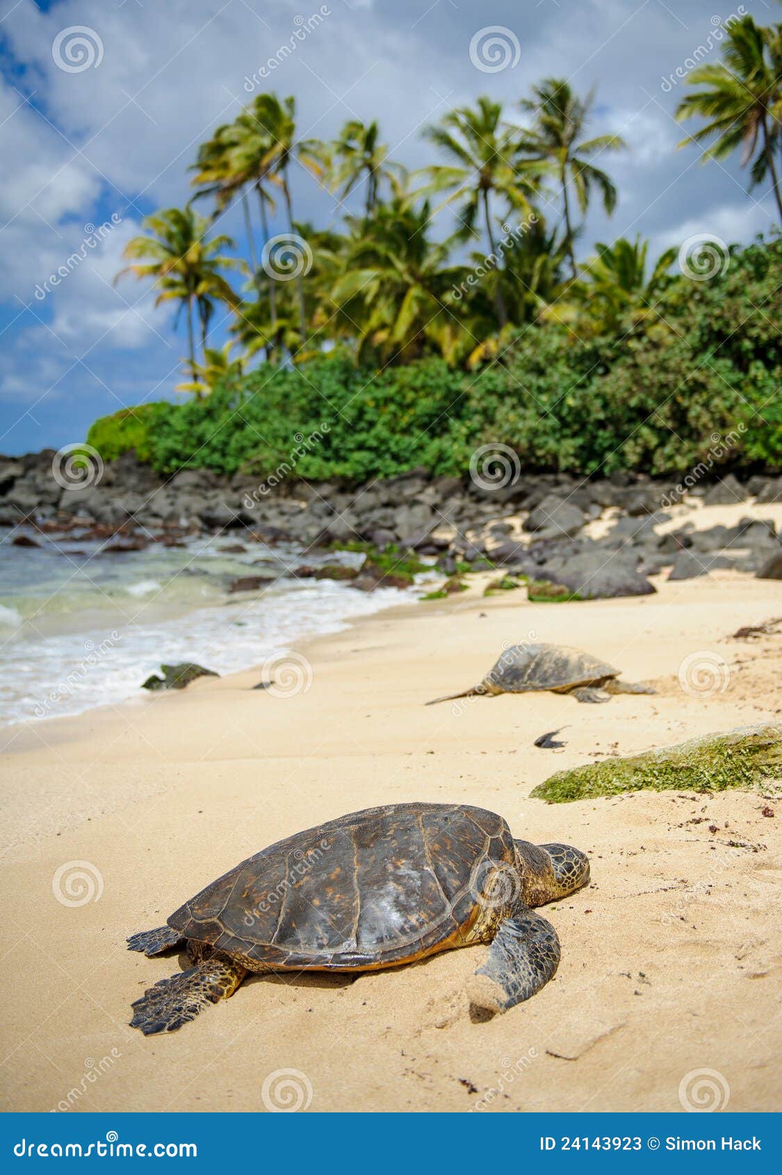 Turtles Basking in the Sun on Oahu Stock Image - Image of blue ...