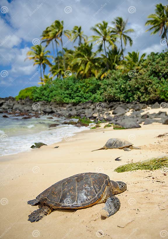 Turtles Basking in the Sun on Oahu Stock Image - Image of blue ...