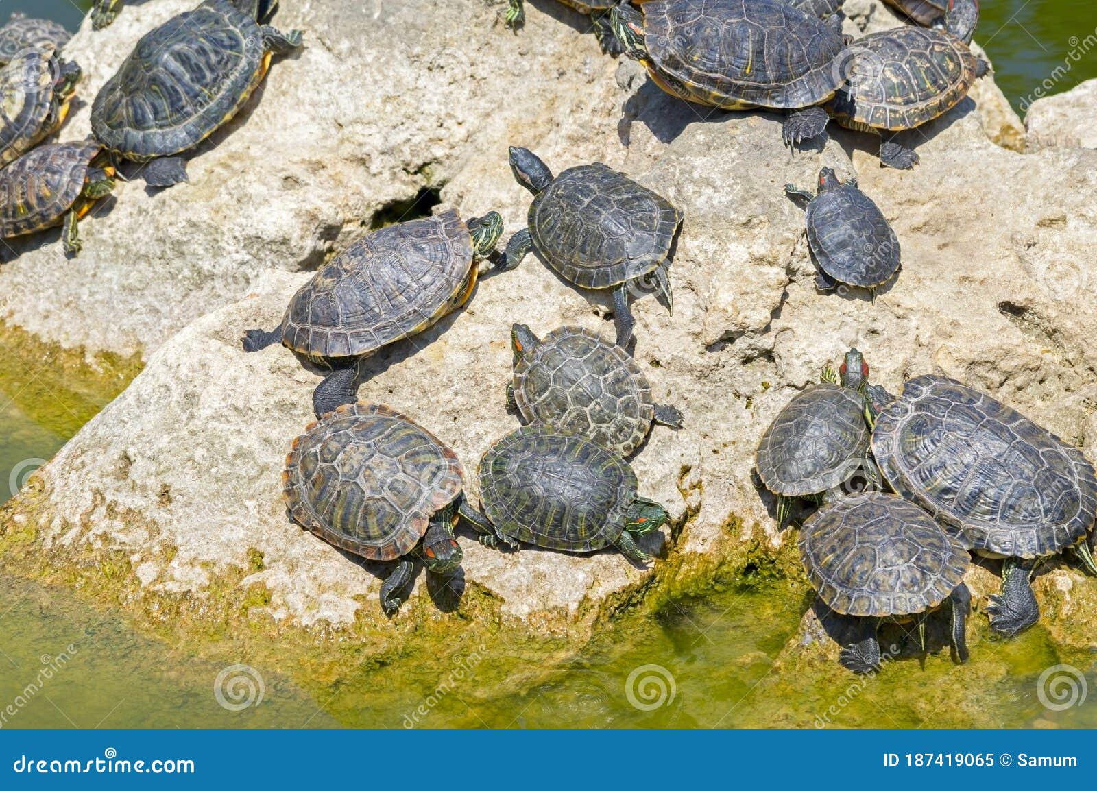 Turtles Basking and Swimming in the Sun Stock Image - Image of tortoise ...