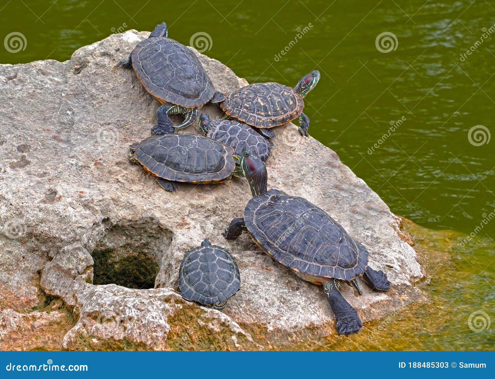 Turtles Basking and Swimming in the Sun Stock Image - Image of wildlife ...