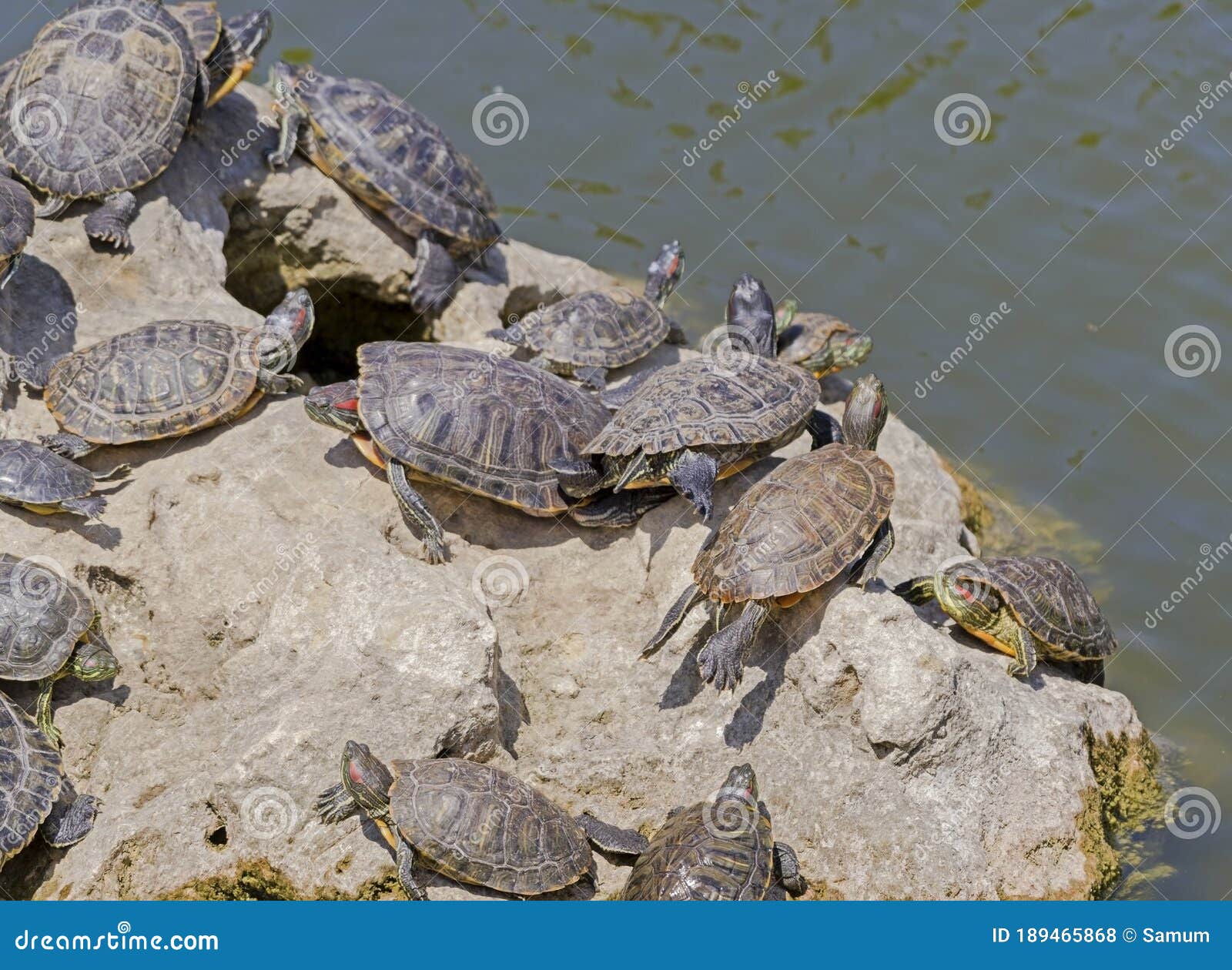 Turtles Basking and Swimming in the Sun Stock Photo - Image of slider ...