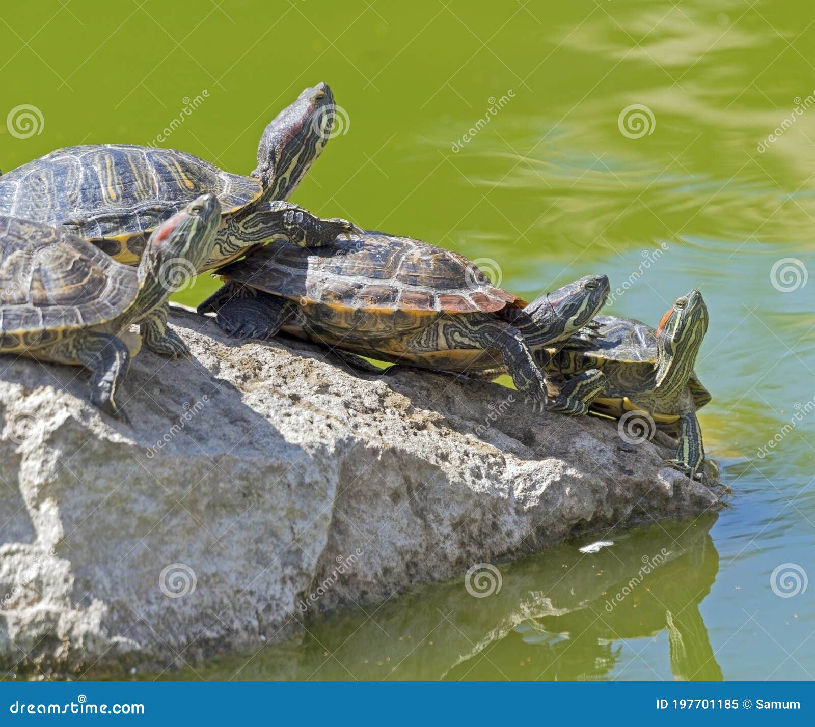 Turtles Basking and Swimming in the Sun Stock Image - Image of aquatic ...