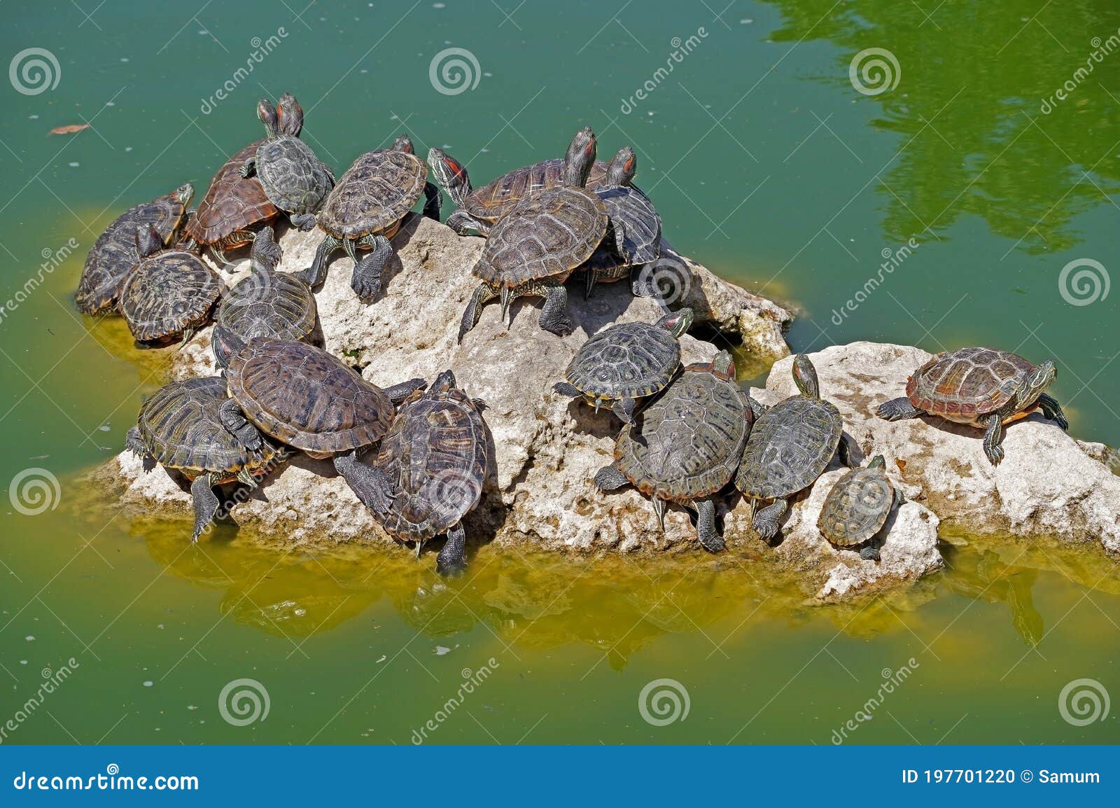 Turtles Basking and Swimming in the Sun Stock Photo - Image of shield ...