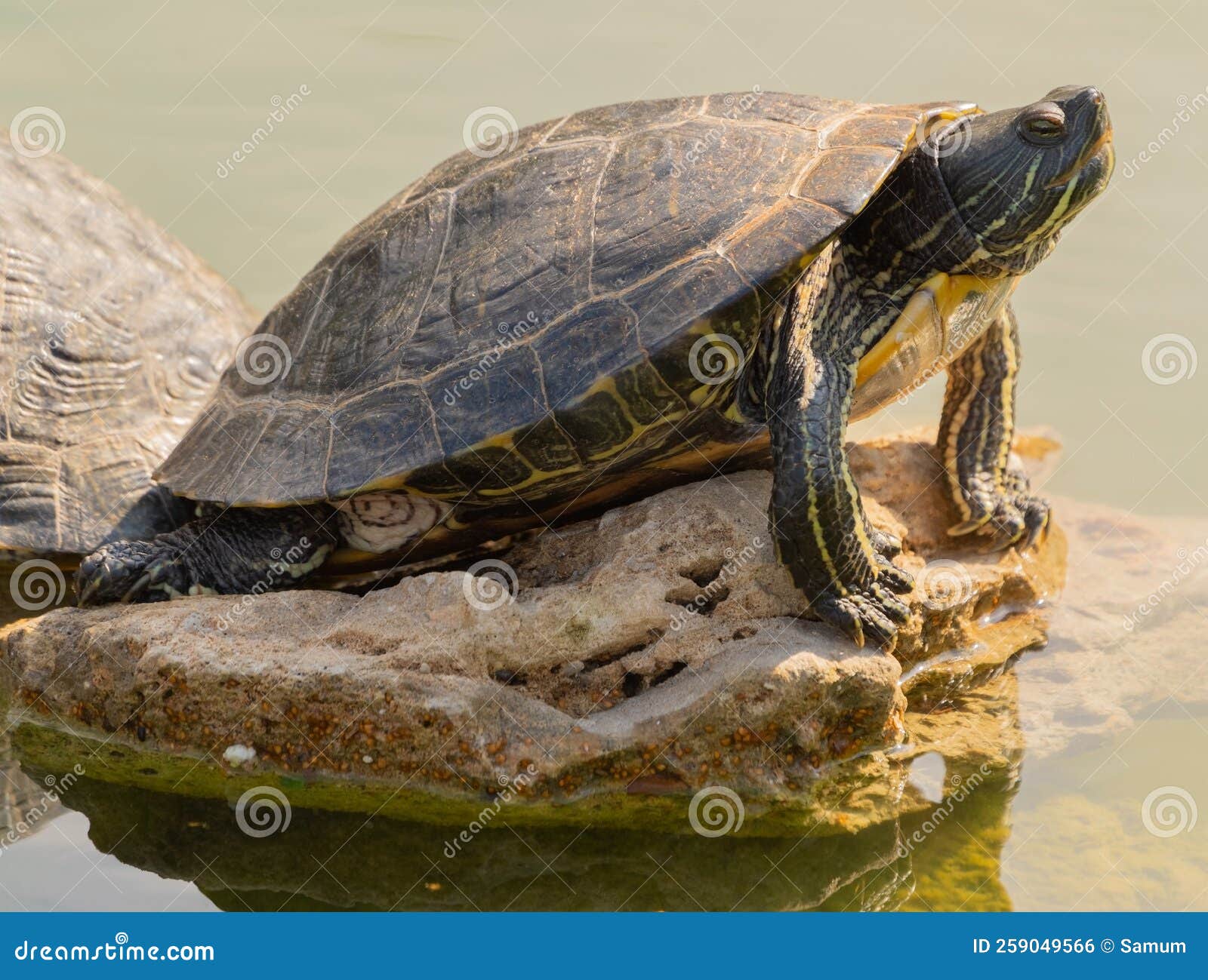 Turtles Basking and Swimming in the Sun Stock Photo - Image of slider ...