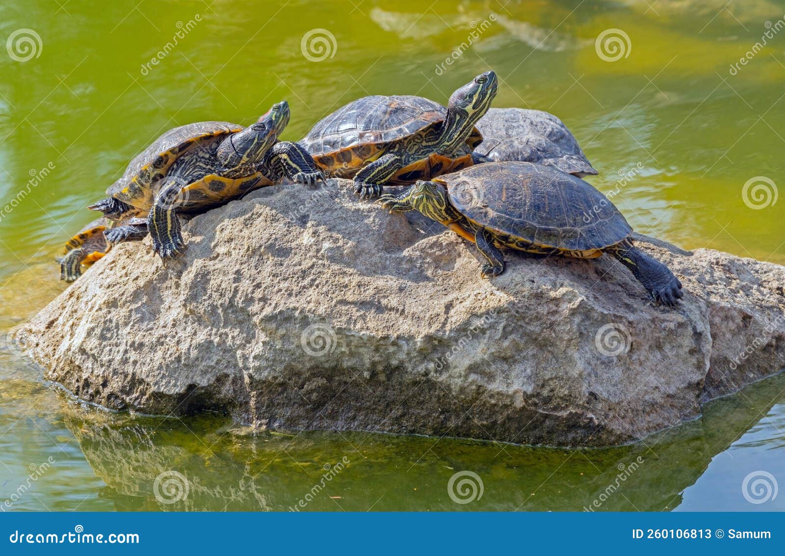 Turtles Basking and Swimming in the Sun Stock Image - Image of swim ...