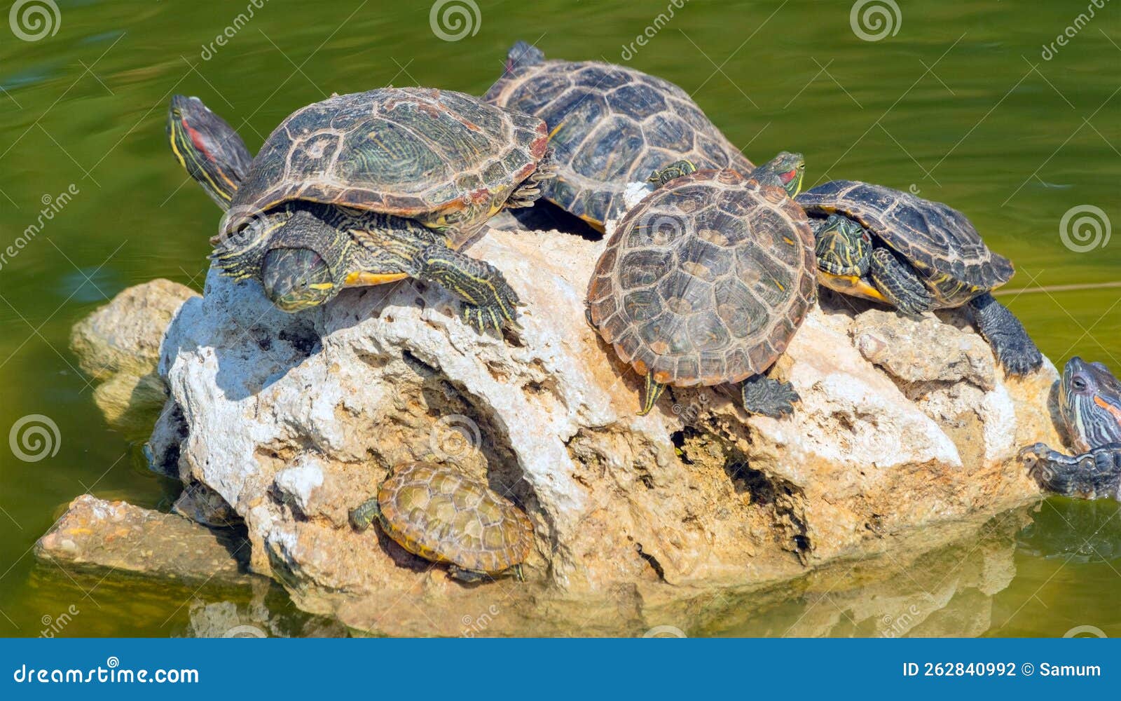 Turtles Basking and Swimming in the Sun Stock Photo - Image of ...