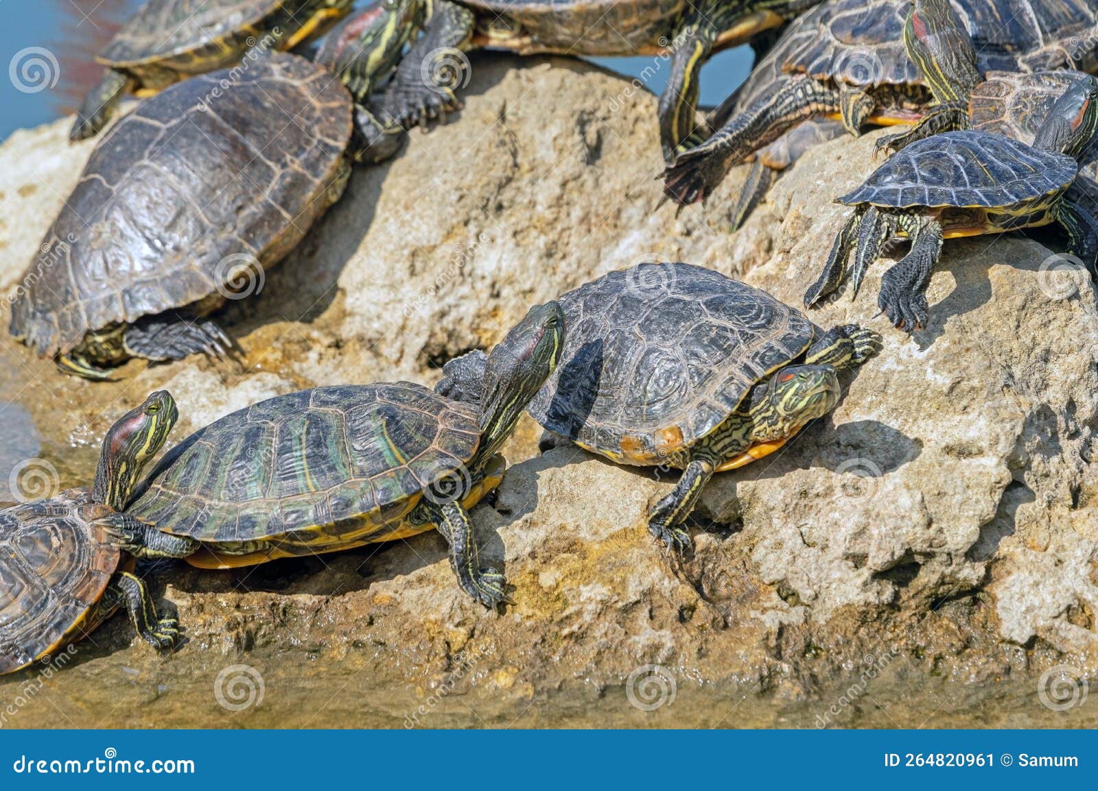 Turtles Basking and Swimming in the Sun Stock Image - Image of fauna ...