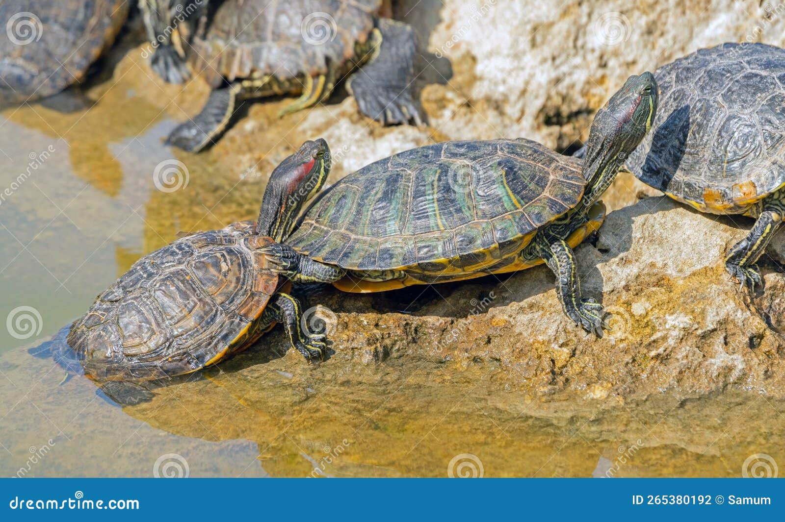 Turtles Basking and Swimming in the Sun Stock Photo - Image of slow ...