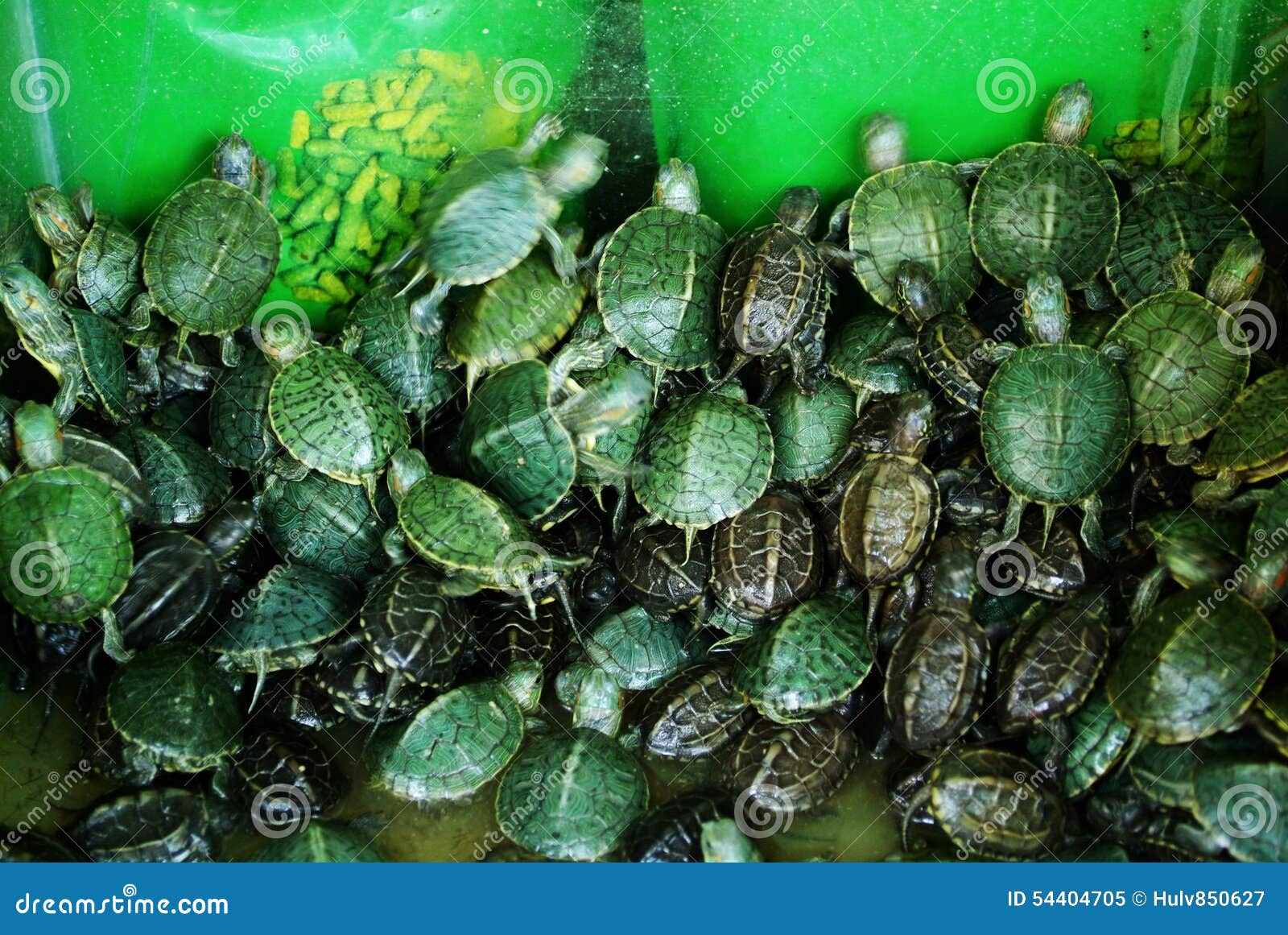 Turtles in a box stock image. Image of captivity, concentrated - 54404705