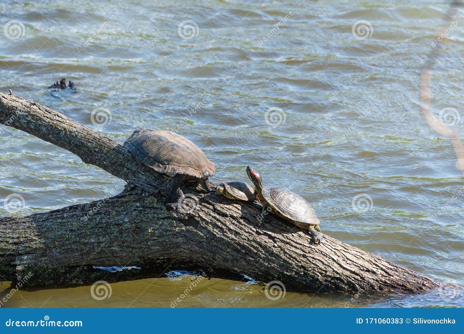 Turtles on the Branch of Tree in the Pond Stock Image - Image of ...