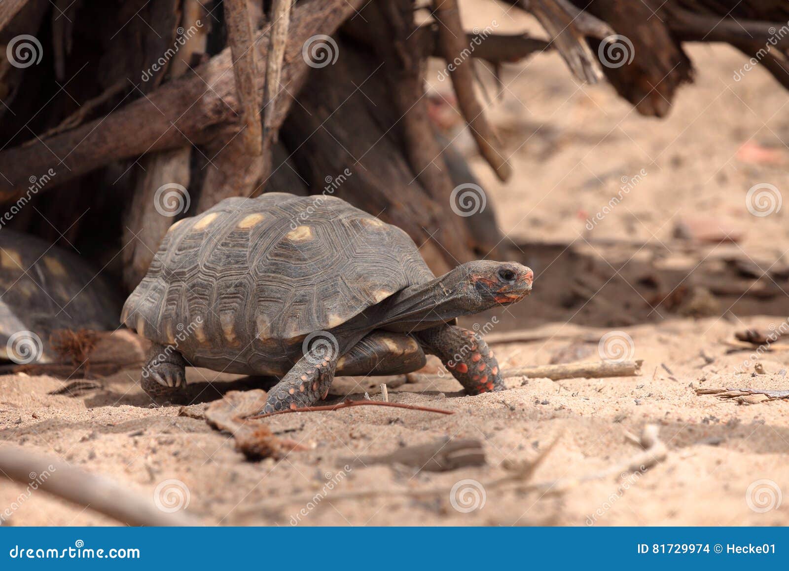 Turtles in the Caatinga of Brazil Stock Photo - Image of carbonaria ...