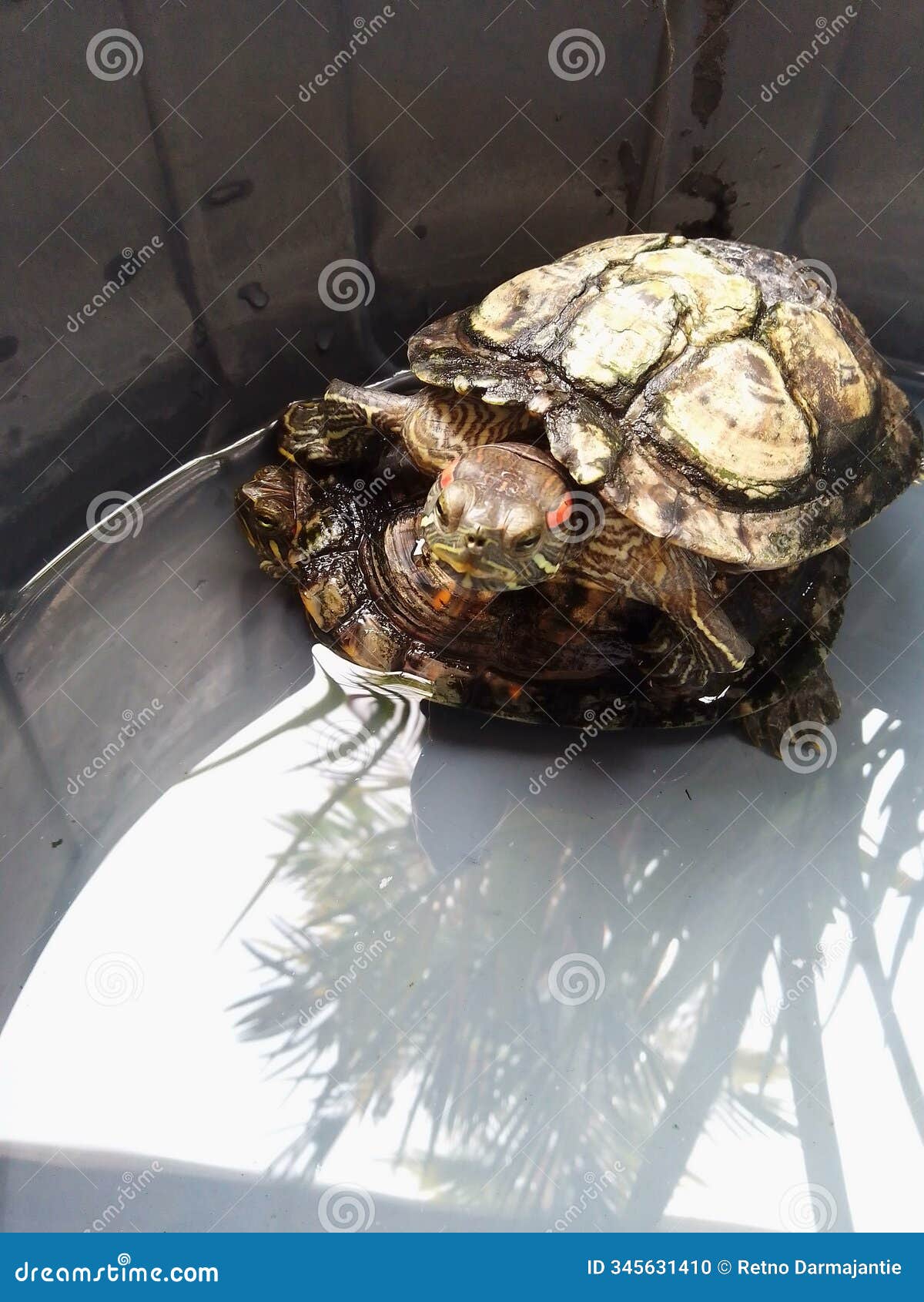 Frog, Turtles And Fishes In The Lake Of Yuantong Temple Royalty-Free ...