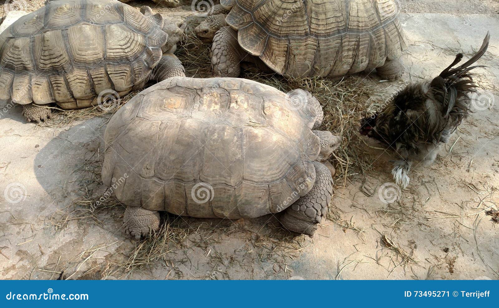Turtles and chicken stock image. Image of turtles, turtle - 73495271
