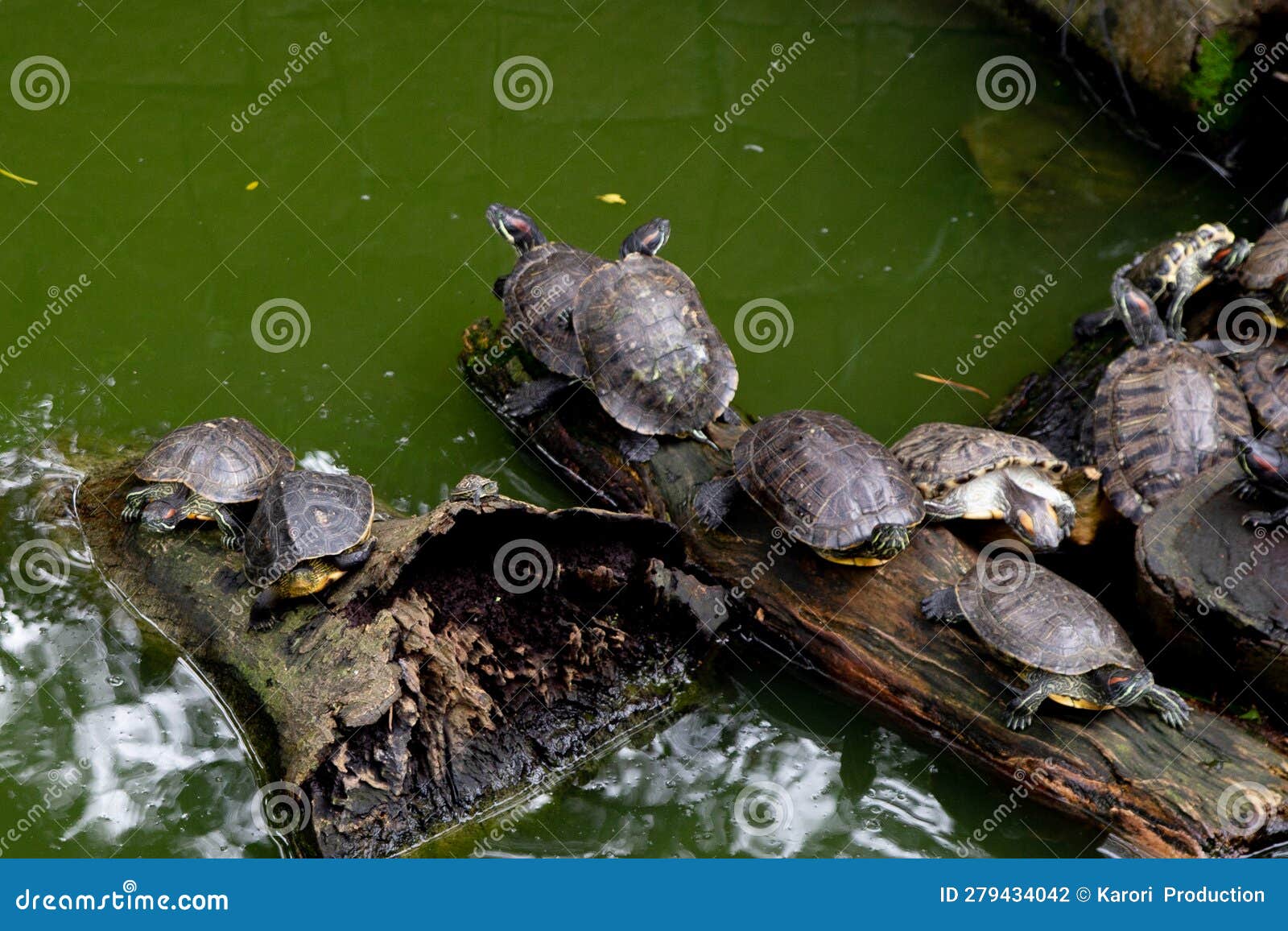 Turtles Chilling on Timber in Pond in Public Park in Hong Kong Stock ... Turtles Chilling on Timber in Pond in Public Park in Hong Kong Stock ...