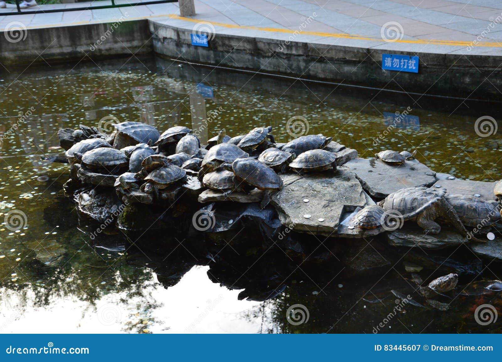 Turtles in China stock image. Image of antique, beutiful - 83445607