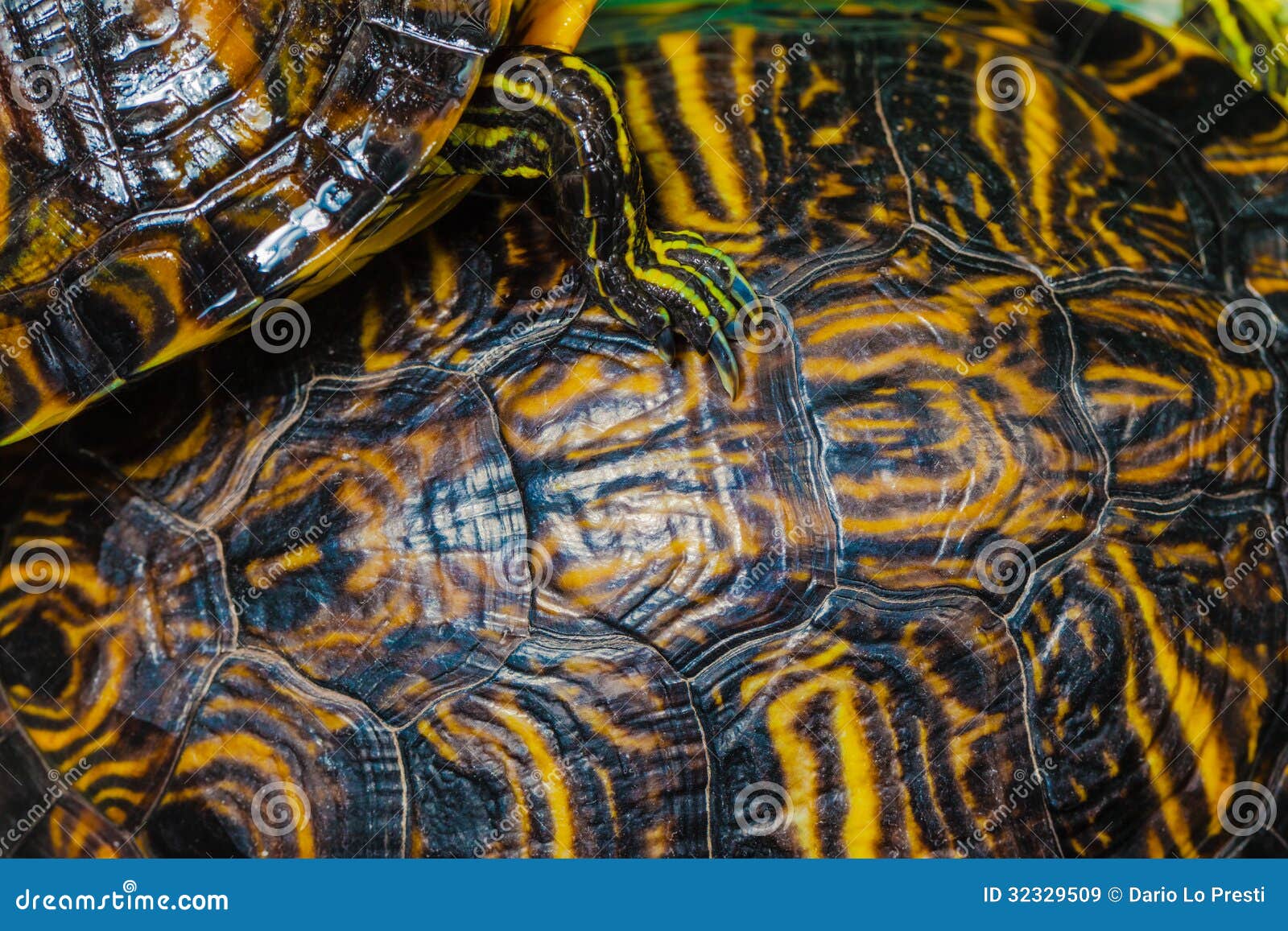 Turtles stock image. Image of reptile, marking, natural - 32329509