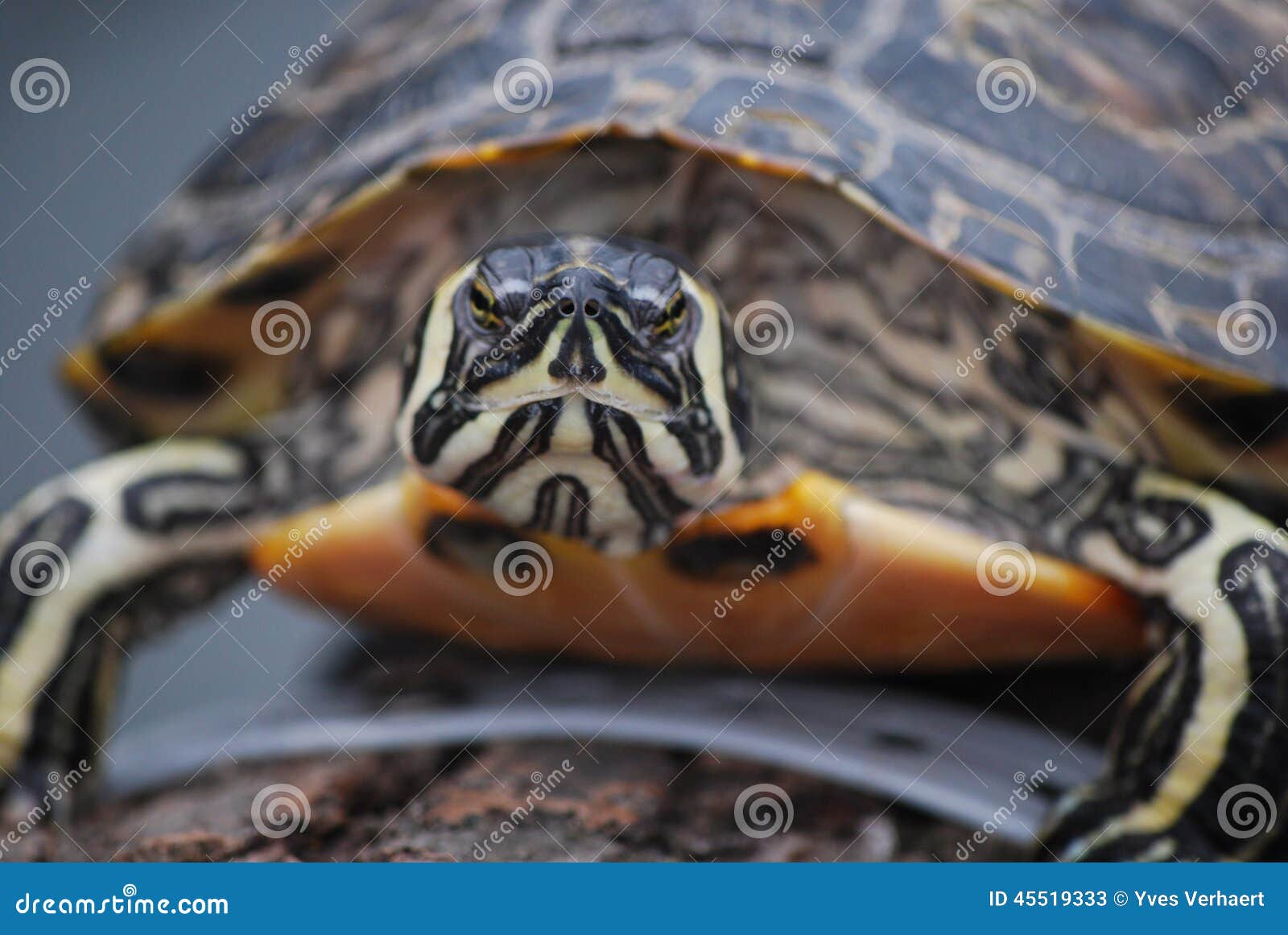 Turtles in close-up stock image. Image of turtles, belgium - 45519333
