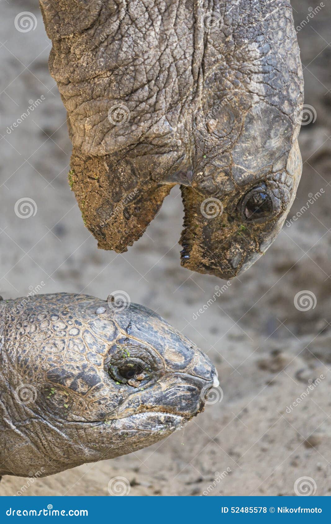 Turtles close up stock photo. Image of neck, close, natural - 52485578