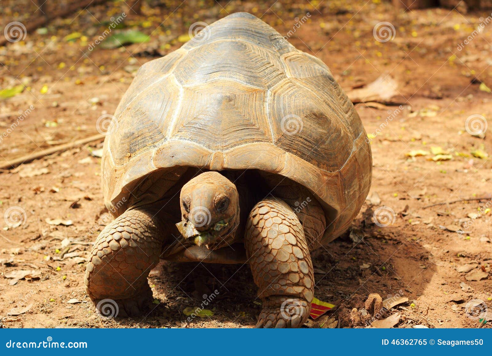 Turtles Crawling in the Nature Stock Image - Image of hard, amphibian ...