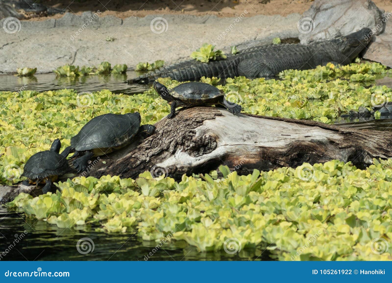 Turtles On A Crocodile Royalty-Free Stock Photography | CartoonDealer ...
