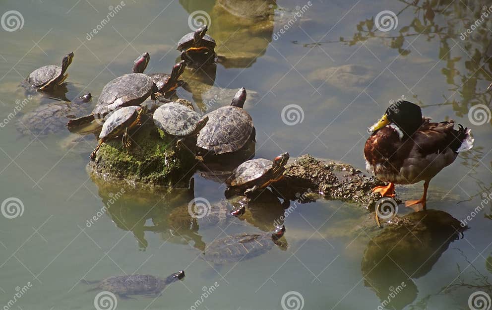 Turtles and duck stock photo. Image of meet, beasts, harmony - 18448400