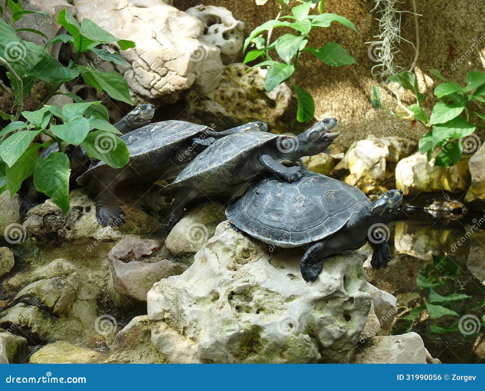 4 turtles on each other stock photo. Image of turtle - 31990056