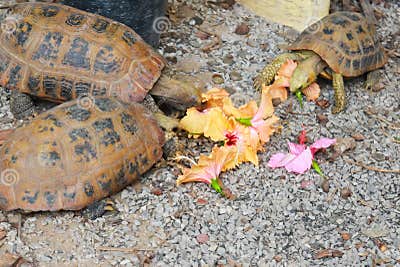 Turtles eating flower stock photo. Image of life, chelonian - 26441786