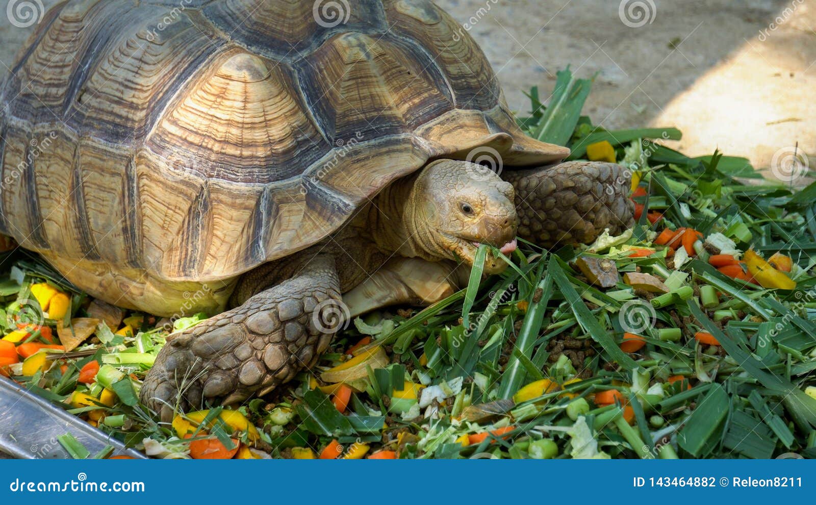 Turtles are eating food stock photo. Image of turtle - 143464882