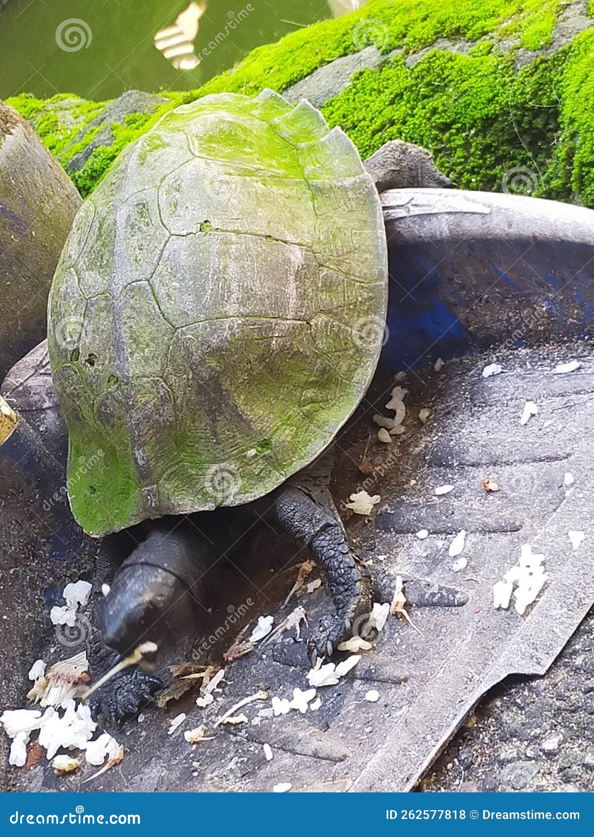 Turtles and rice stock photo. Image of animal, amazing - 262577818