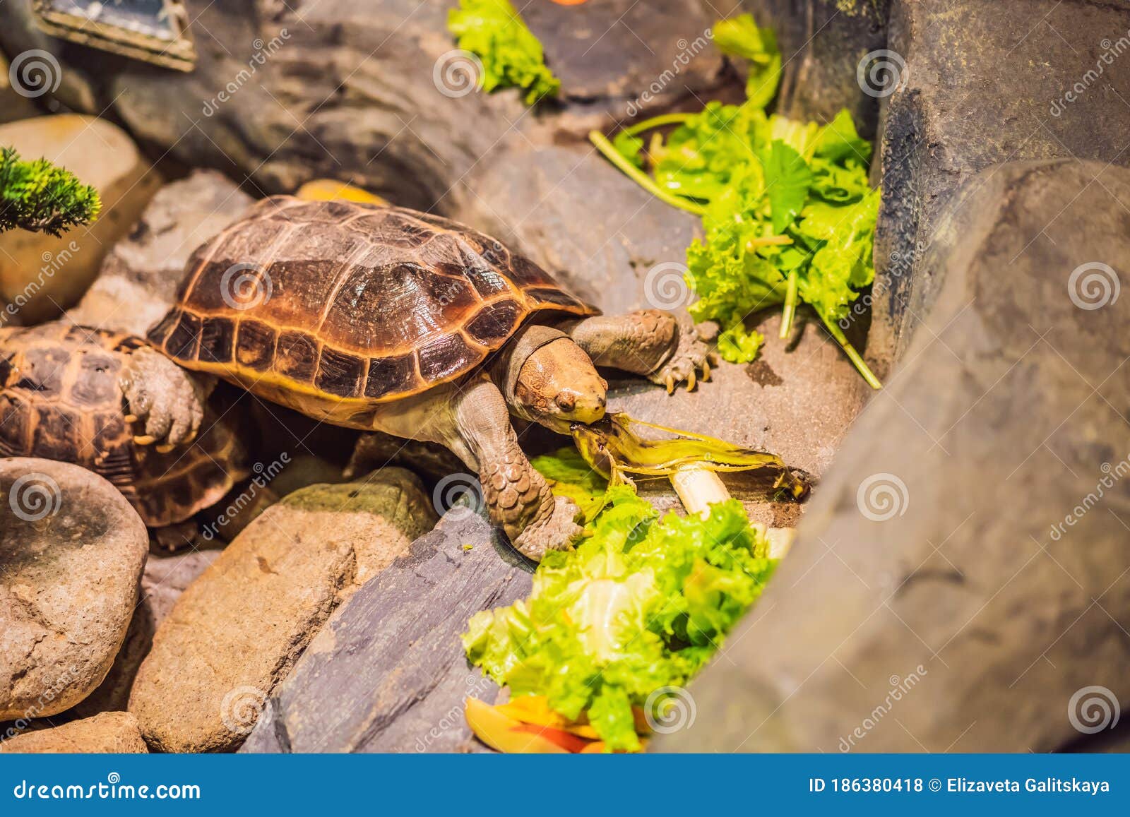 The Turtles Eats Vegetables in a Terrarium Stock Photo - Image of ...
