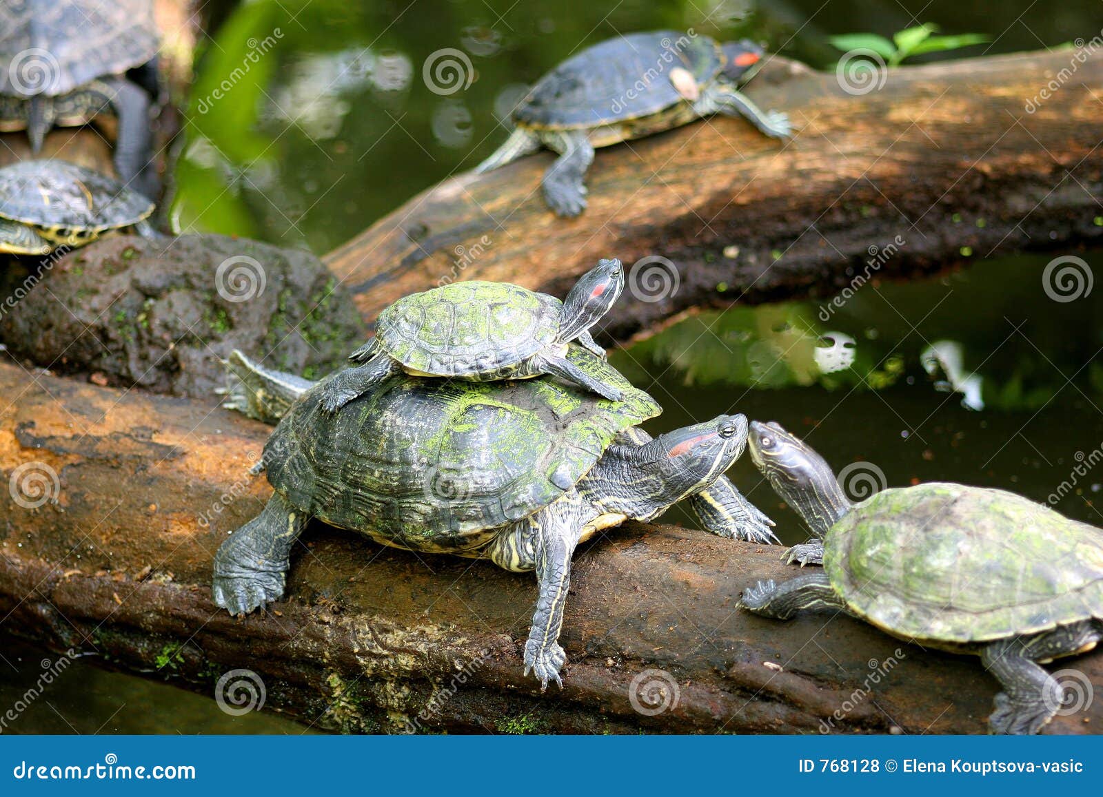 Turtles family stock photo. Image of water, river, tropical - 768128