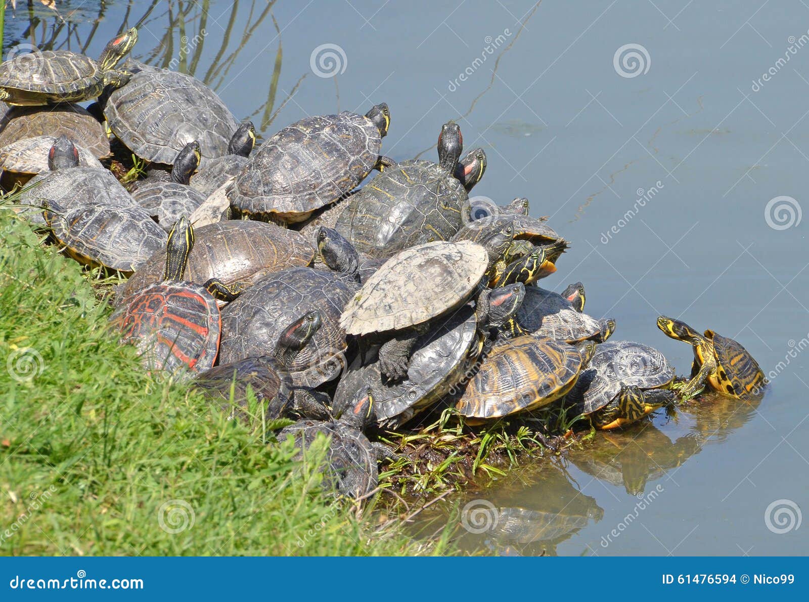 Turtles family stock photo. Image of shells, shell, turtle - 61476594