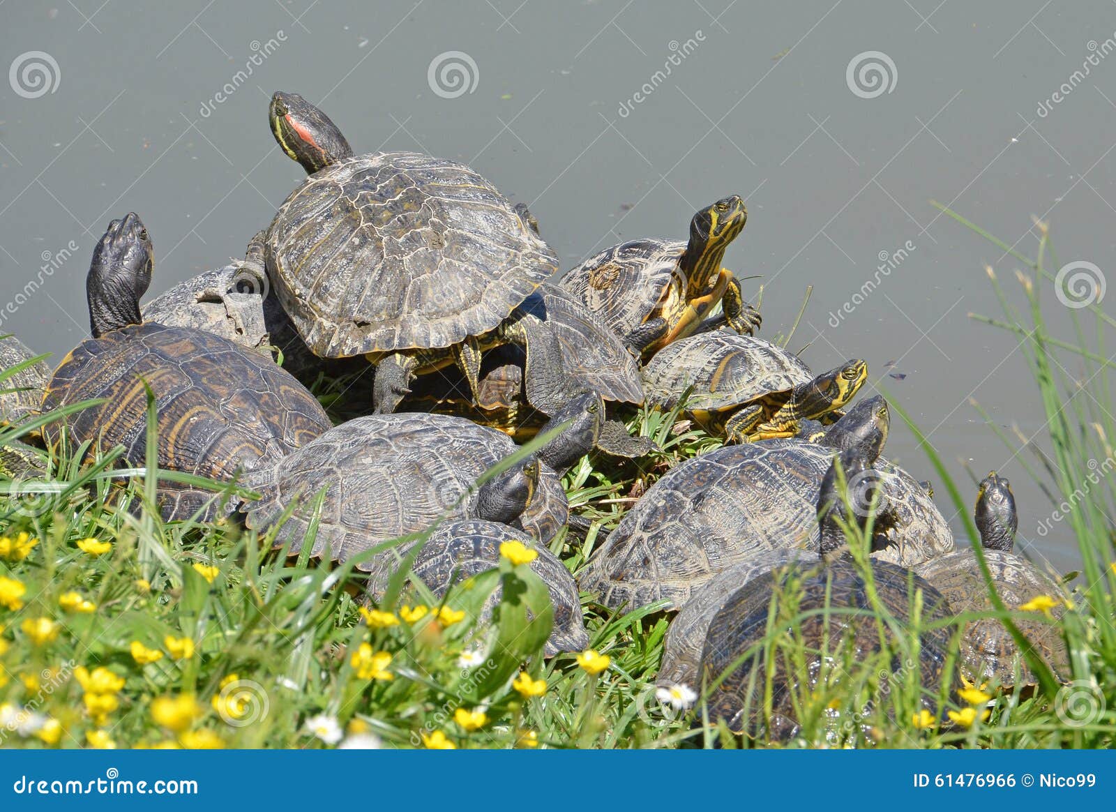 Turtles family stock photo. Image of shell, shells, springtime - 61476966
