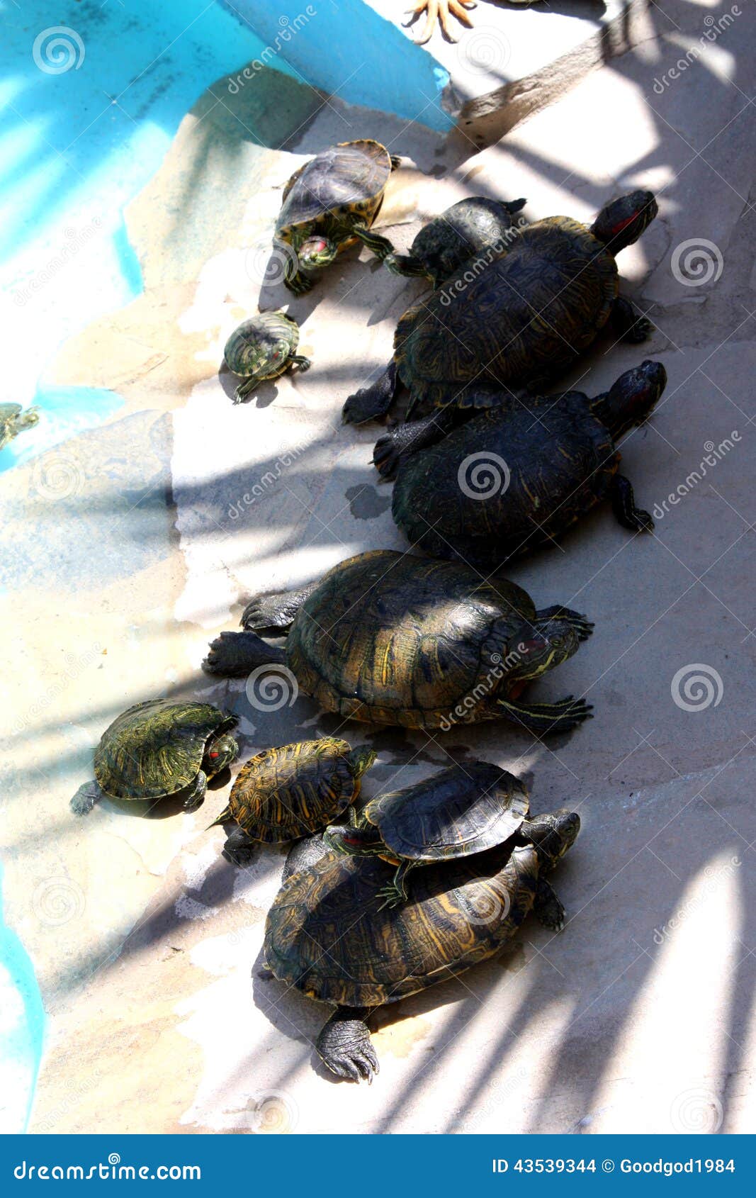 Turtles stock photo. Image of animal, solid, reptile - 43539344