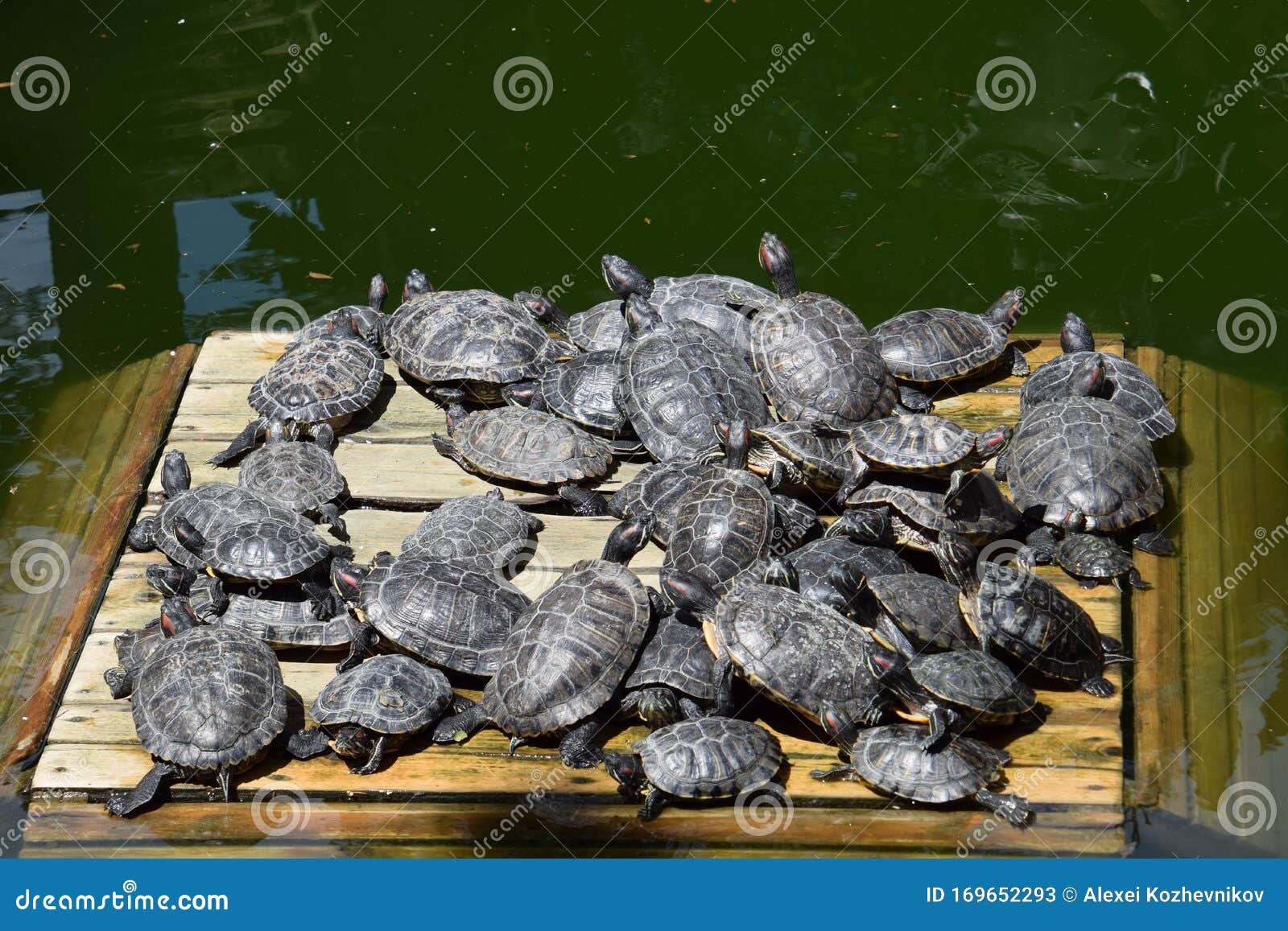 Turtles family stock image. Image of large, black, land - 169652293