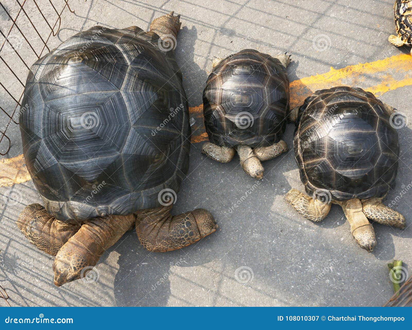Turtles Family stock image. Image of mather, turtles - 108010307