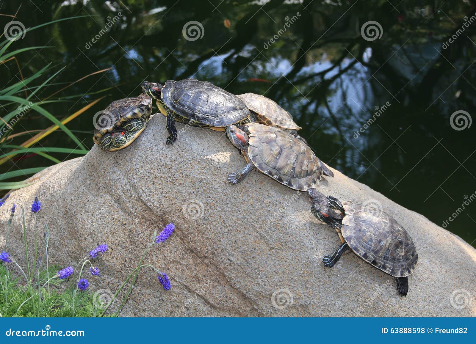 Turtles family stock photo. Image of tortoise, nature - 63888598