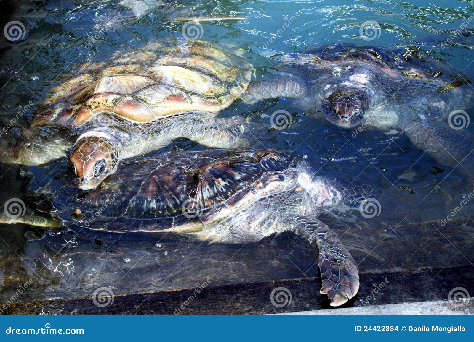 Turtles farm stock photo. Image of marine, turtles, farm - 24422884