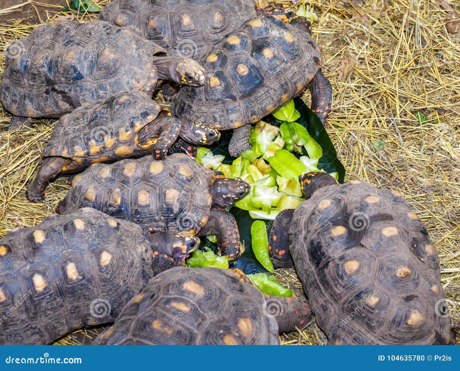 Turtles Feeding on Star Fruit Stock Photo - Image of turtle, tame ...