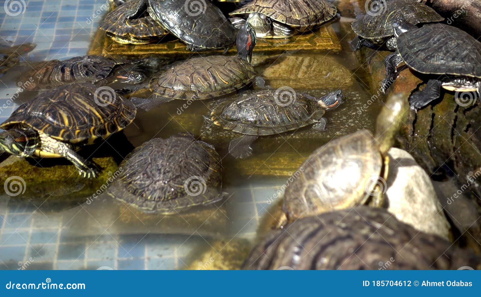 Turtles Floating in Pool Water Stock Footage - Video of peaceful ...