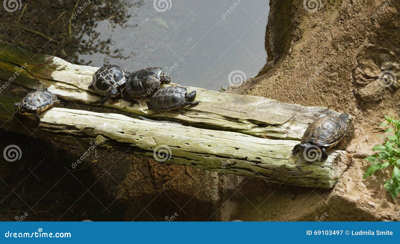 Turtles in a garden. stock image. Image of tropical, canary - 69103497