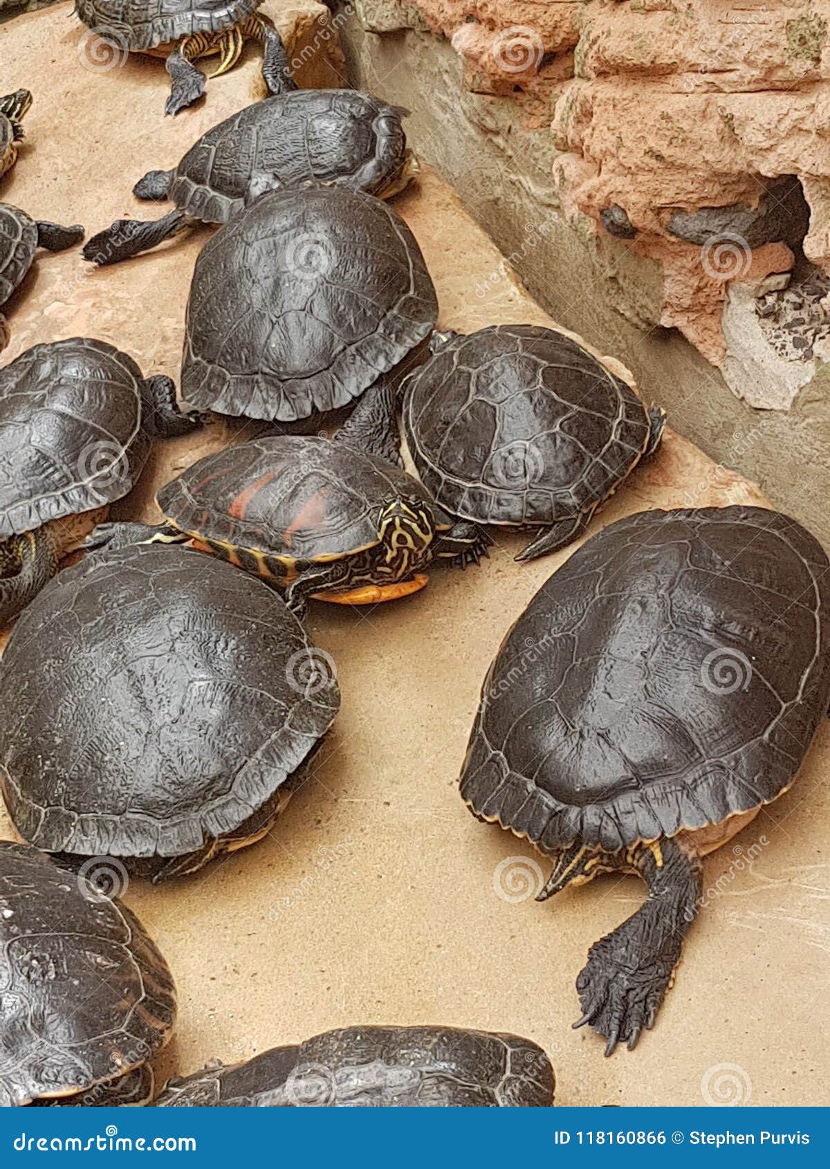 Turtles stock photo. Image of shell, gathering, turtles - 118160866