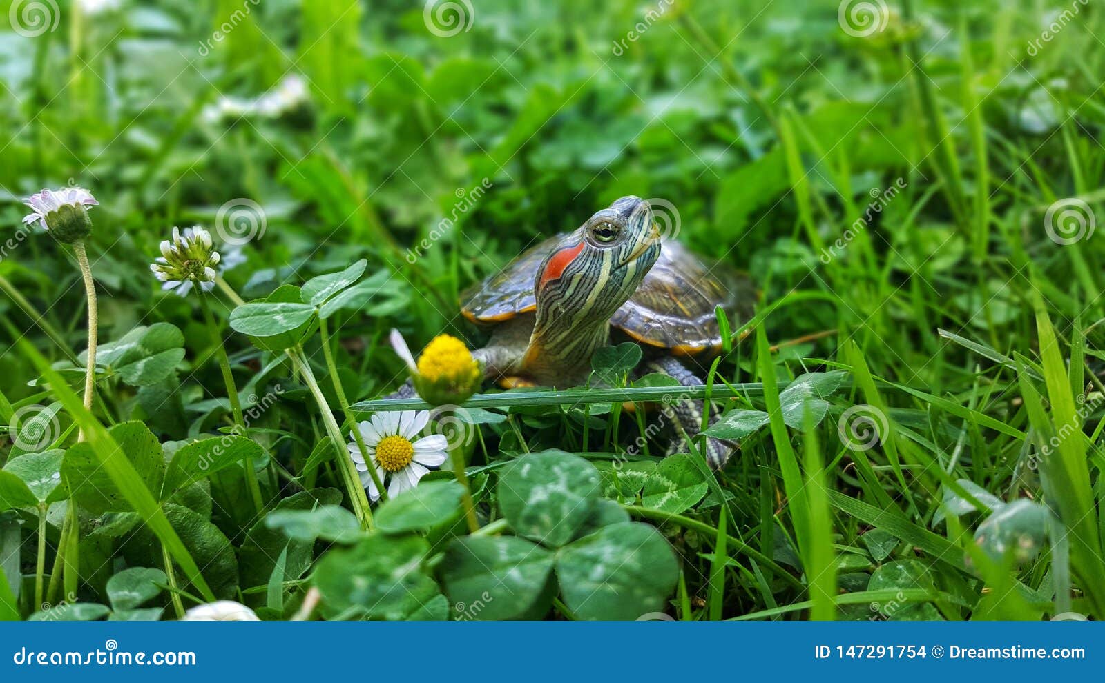 Turtles in the grass stock photo. Image of flowers, animals - 147291754