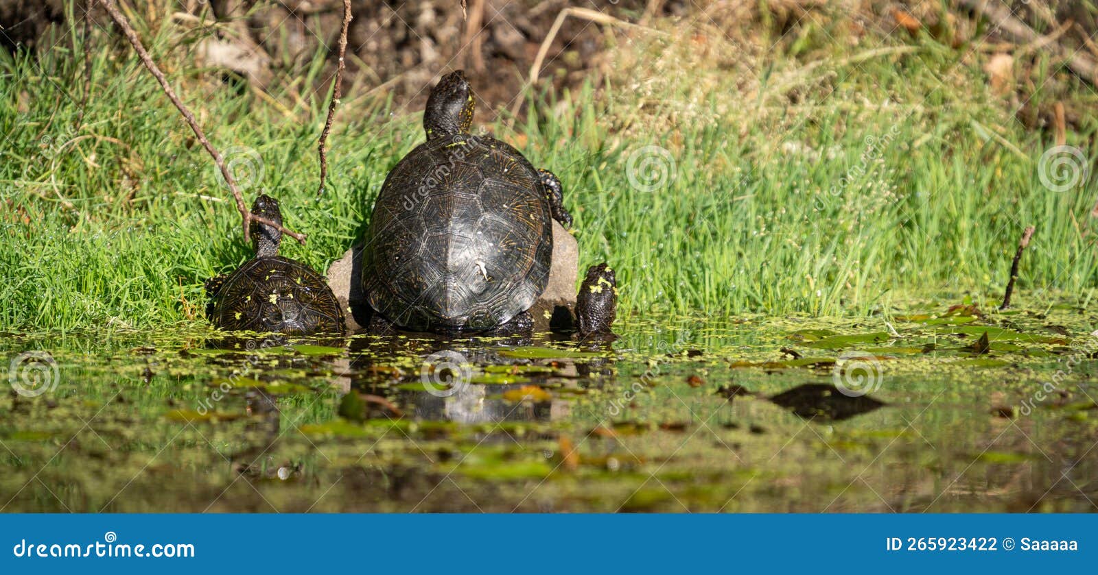 Turtles Group Sunbathing on River Shore Stock Photo - Image of reptile ...