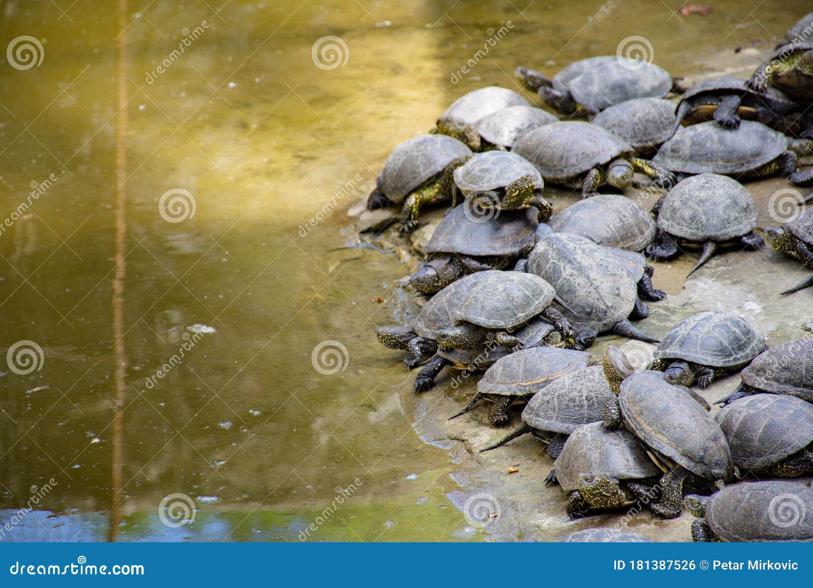 A Bunch of Turtles on the Shore by the Water. Stock Photo - Image of ...