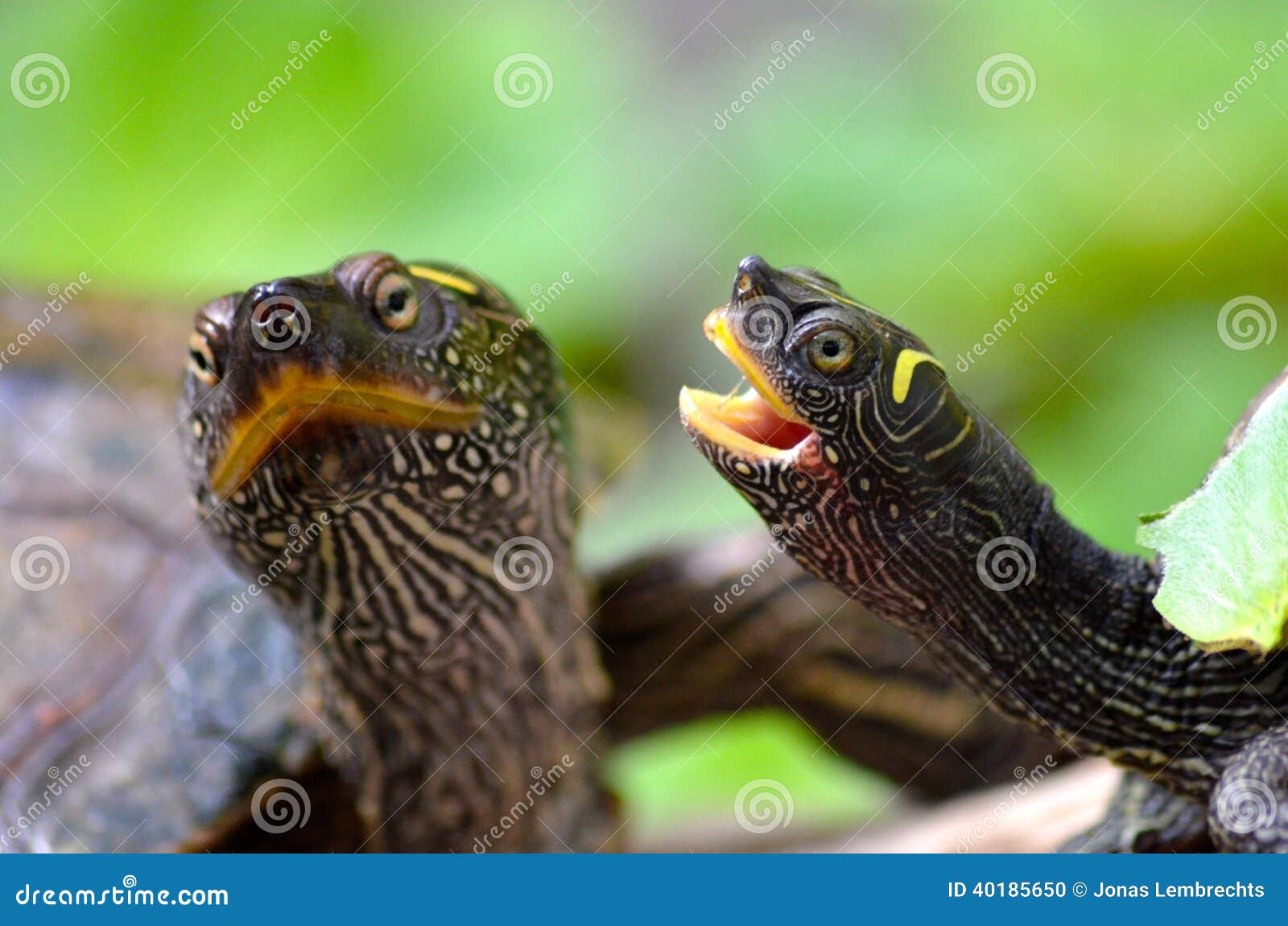 Turtles heads stock photo. Image of small, together, turtle - 40185650